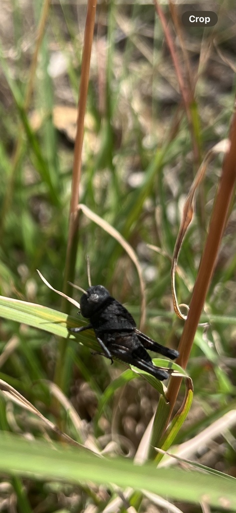Australian Yellow-winged Locust from Olympic Park, Heidelberg West, VIC ...