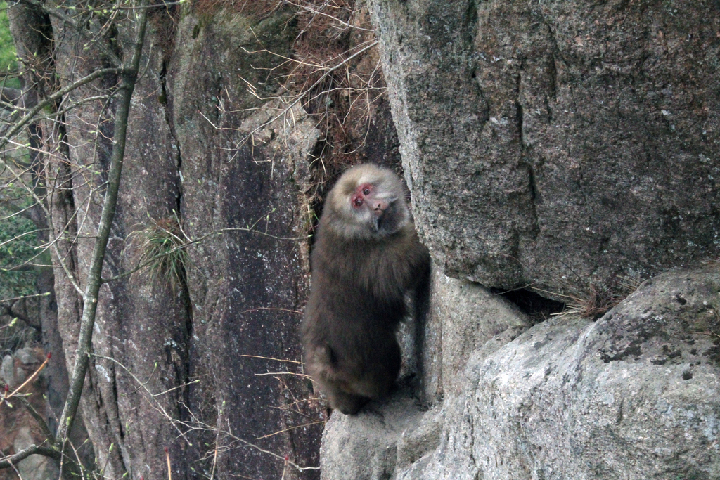 Tibetan Macaque in March 2013 by должанский · iNaturalist