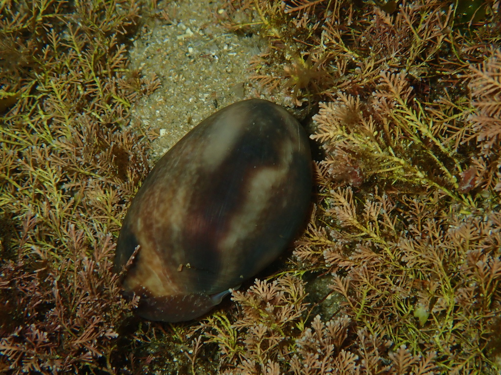 Brown bubble shell from New South Wales, Australia on December 19, 2023 ...