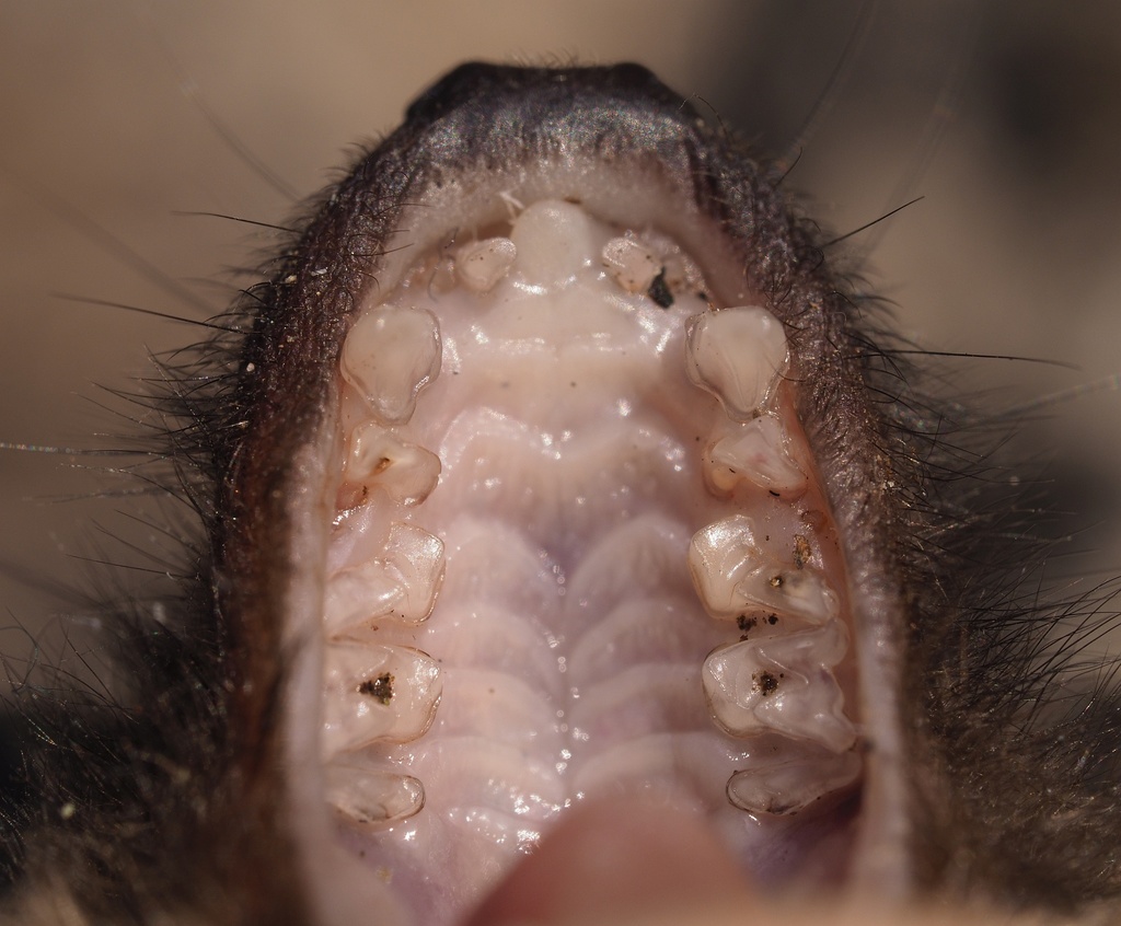 Serotine Bat (Eptesicus serotinus) - Know Your Mammals