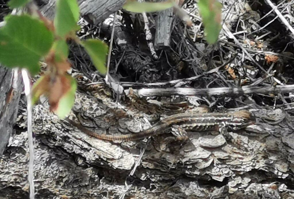 Common Sagebrush Lizard from Montezuma County, CO, USA on June 1, 2023 ...