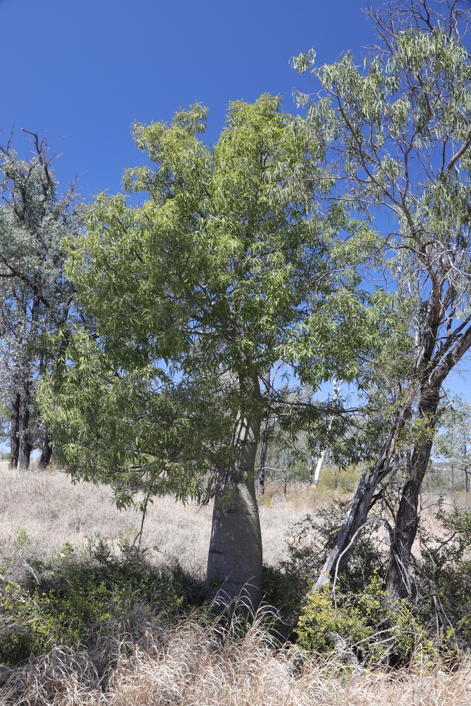 Queensland Bottle Tree from Windeyer QLD 4478, Australia on September ...