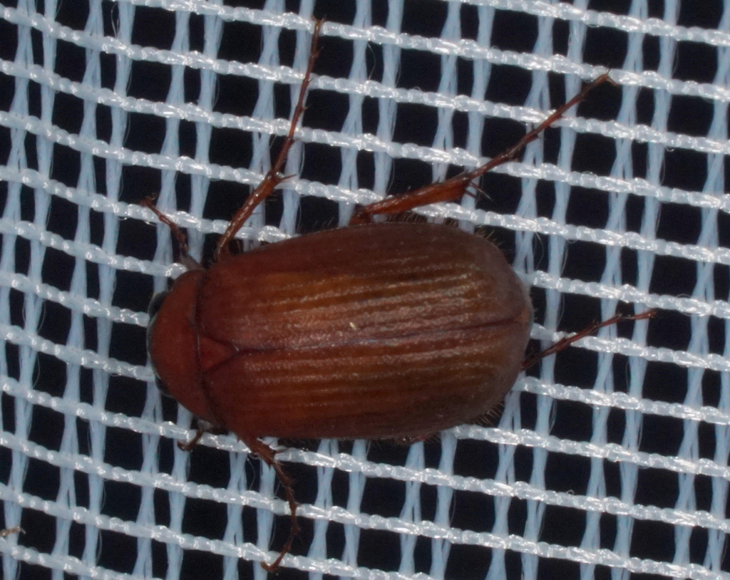 Brown Chafer from Nürnberg-Nordwestliche Außenstadt, Deutschland on ...