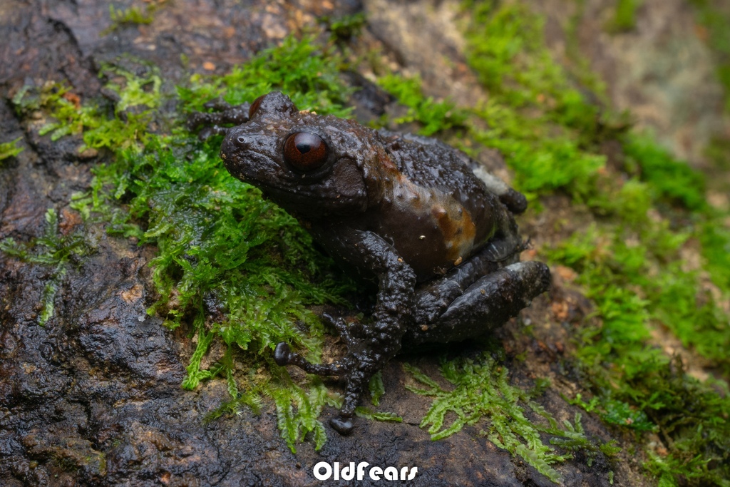 Dotted Bubble-nest Frog from 尖峰岭国家森林公园, 海南省, CN on December 20, 2023 at ...