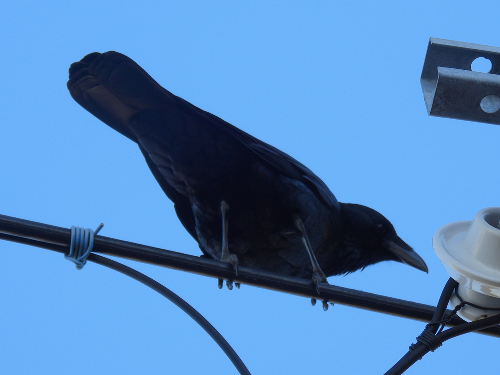 Carrion Crow from Takatsu Ward, Kawasaki, Kanagawa, Japan on December ...
