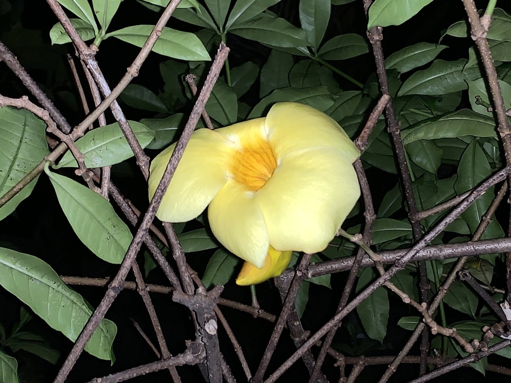 Allamanda from Luzon, Bocaue, Bulacan, PH on December 22, 2023 at 07:01 ...