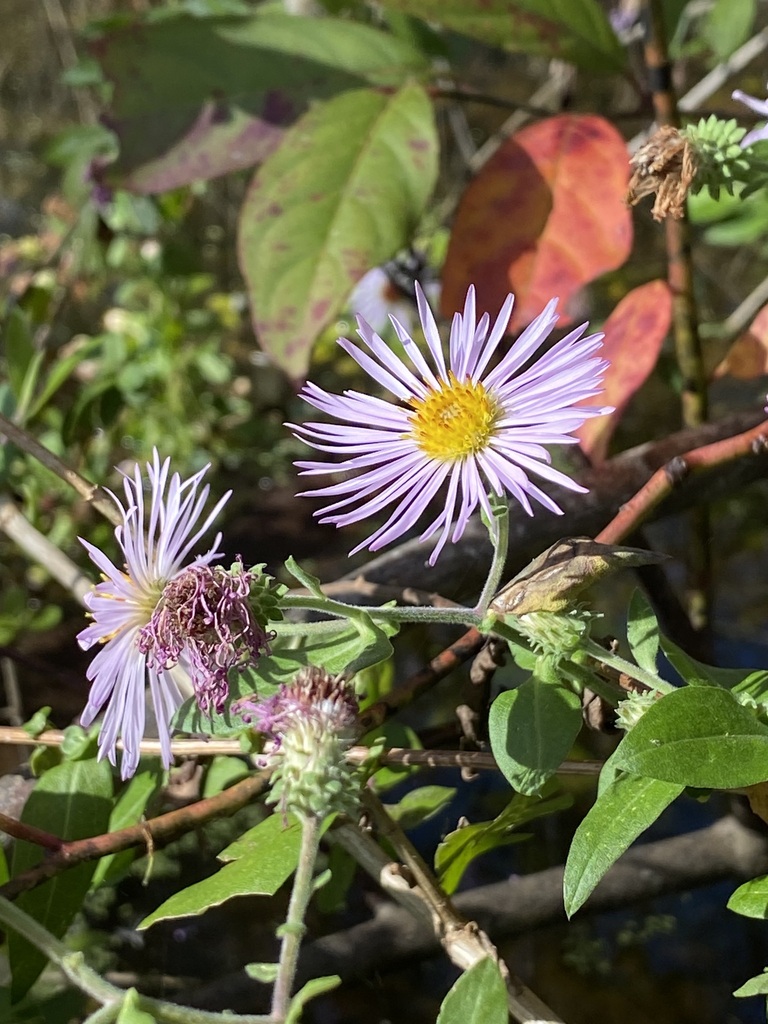 Climbing Aster from Marion County, FL, USA on December 21, 2023 at 10: ...