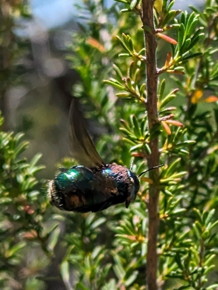 Peacock Carpenter Bee from Manly NSW 2095, Australia on December 3 ...