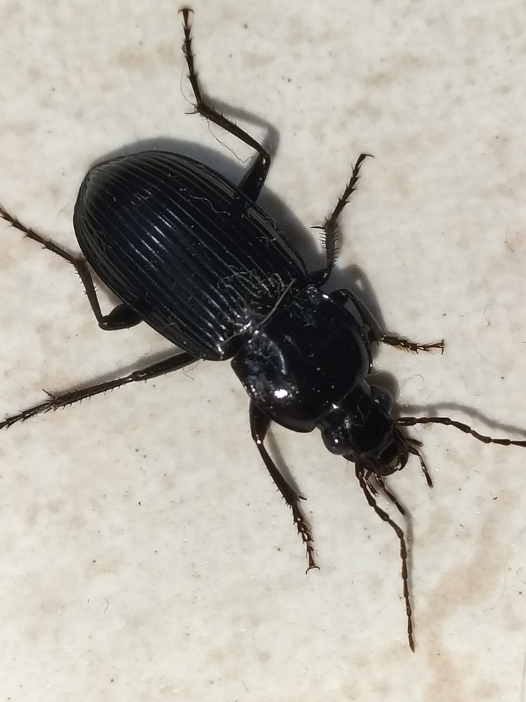 Ground Beetles from Kuranda QLD 4881, Australia on December 22, 2023 at ...