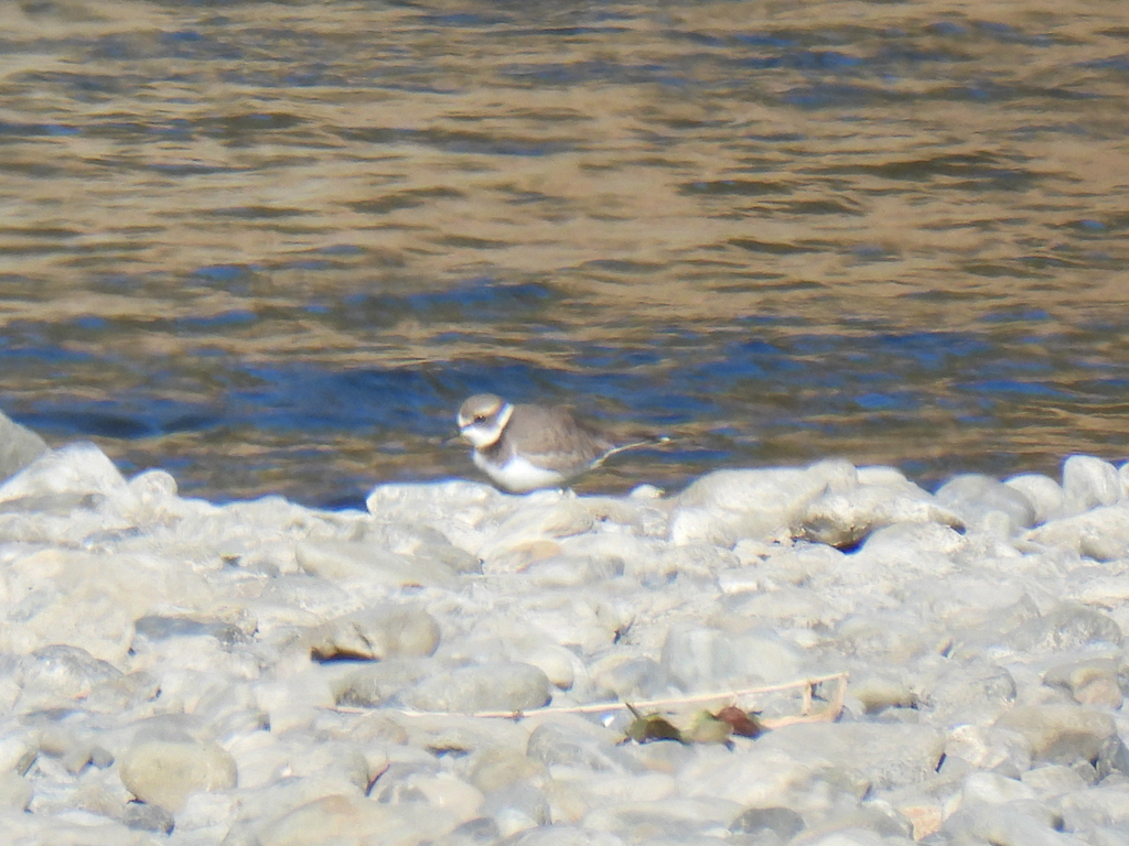 Plovers and Lapwings from Unane, Setagaya City, Tokyo 157-0068, Japan ...