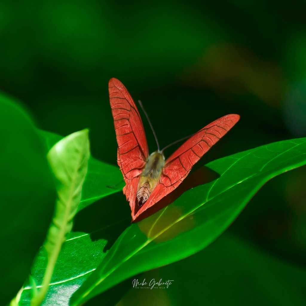 Orange Albatross from Palawan, Aborlan, Palawan, PH on April 24, 2021 ...