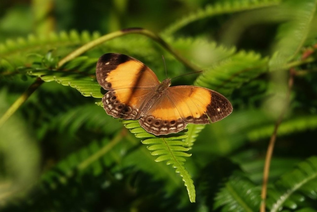 Cupha myronides from Ternate, Ternate City, North Maluku, Indonesia on ...