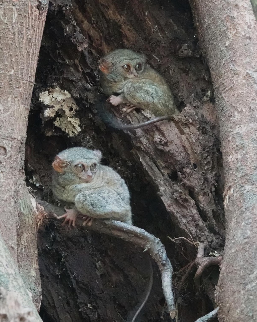 Tarsiers (Tarsiidae) - Know Your Mammals