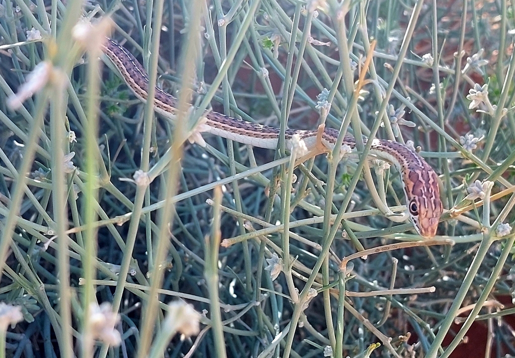 Cape Sand Snake from Dune 40, road to Sossusvlei, Hardap Region ...