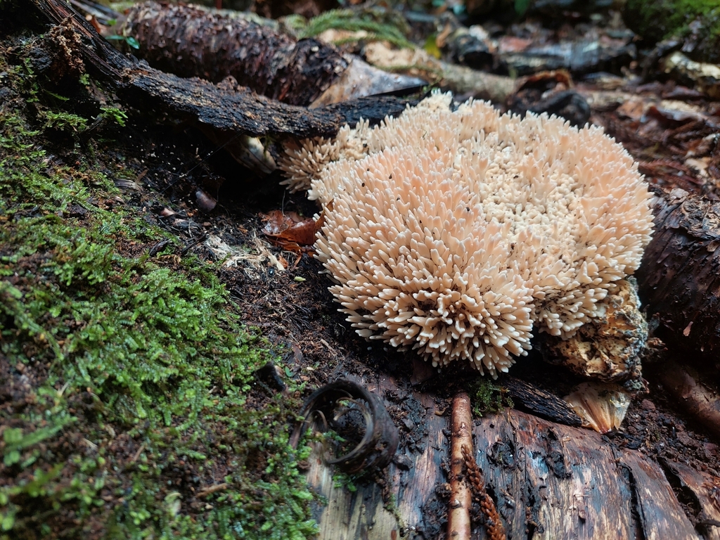 Aphelaria from Closeburn QLD 4520, Australia on December 22, 2023 at 01 ...