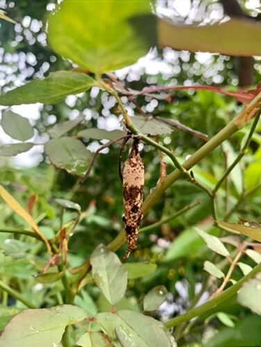 Observations by buenaventuraayla · iNaturalist