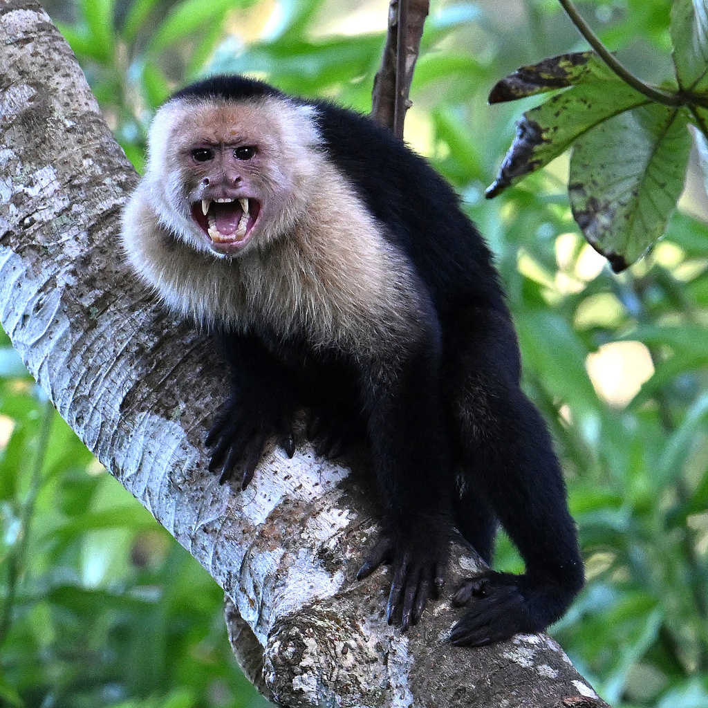 Central American white-faced capuchin from Puntarenas Province, Osa ...