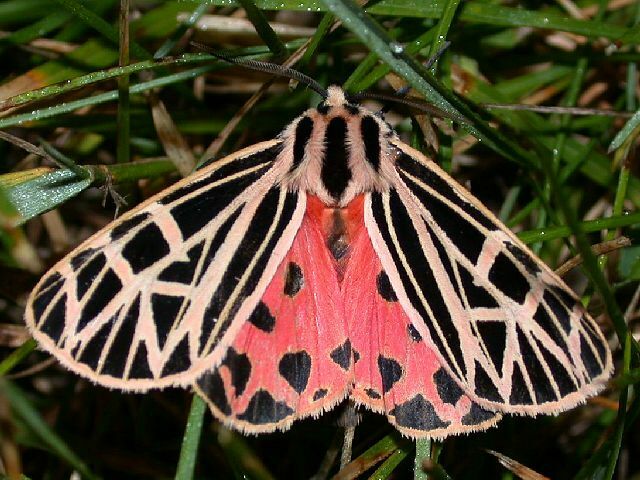Virgin Tiger Moth from Ward Pound Ridge - Michigan Rd, Westchester ...