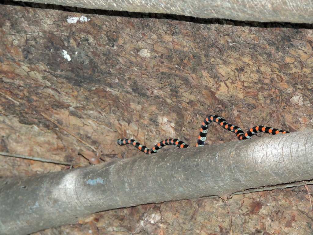 Black-banded Snake from Provincia de Guanacaste, Liberia, Costa Rica on ...
