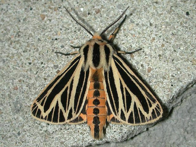 Little Virgin Tiger Moth from Ward Pound Ridge - Michigan Rd ...
