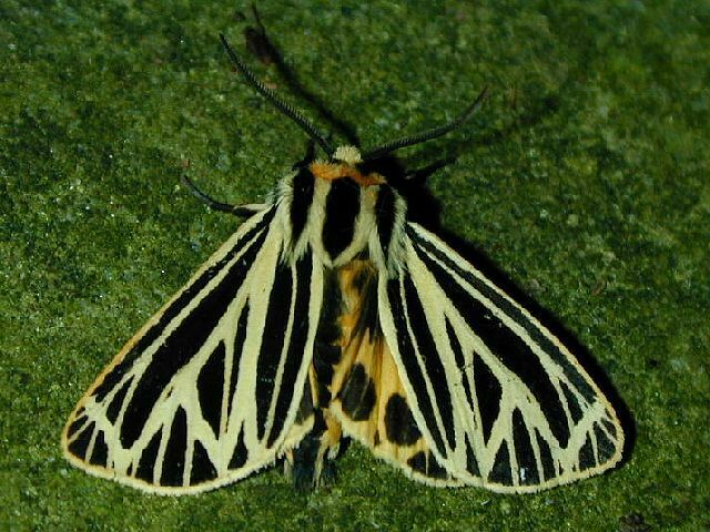 Little Virgin Tiger Moth from Bedford Audubon Society, Katonah, NY, USA ...