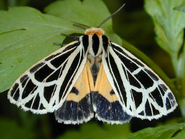 Anna Tiger Moth from Ward Pound Ridge - Trailside, Westchester County ...