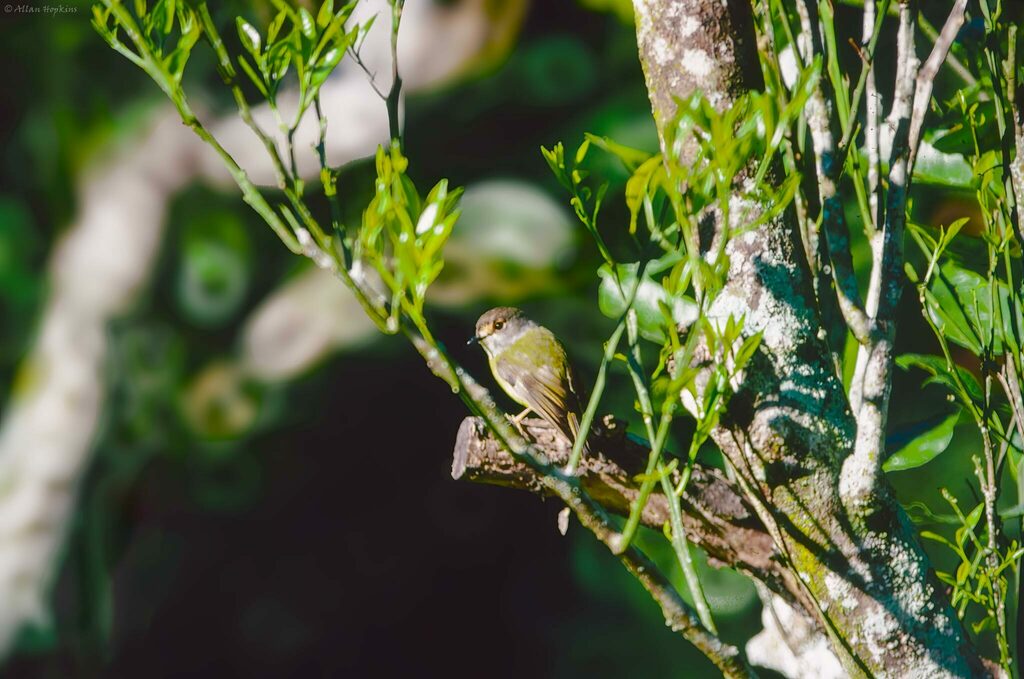 Northern Pale-yellow Robin from Rumula, Queensland, Australia on August ...