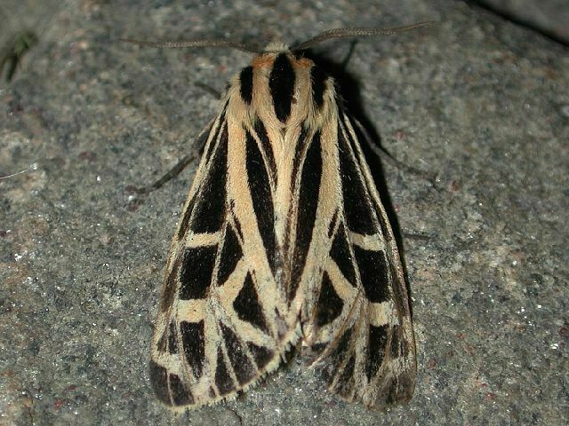 Anna Tiger Moth from Bedford Audubon Society, Katonah, NY, USA on June ...