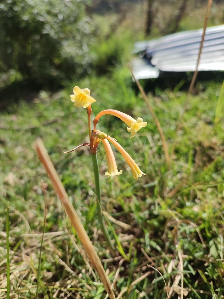 Golden Ifafalily from Amathole District Municipality, South Africa on ...
