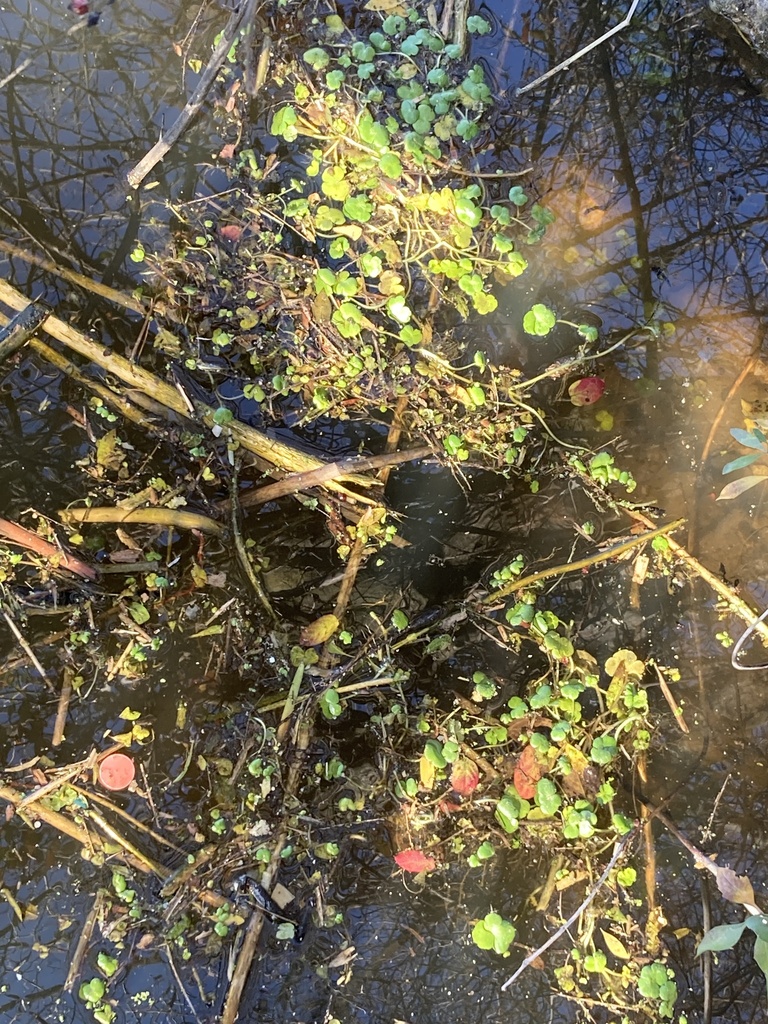 floating marsh pennywort from Tank Farms and Refineries, Philadelphia ...