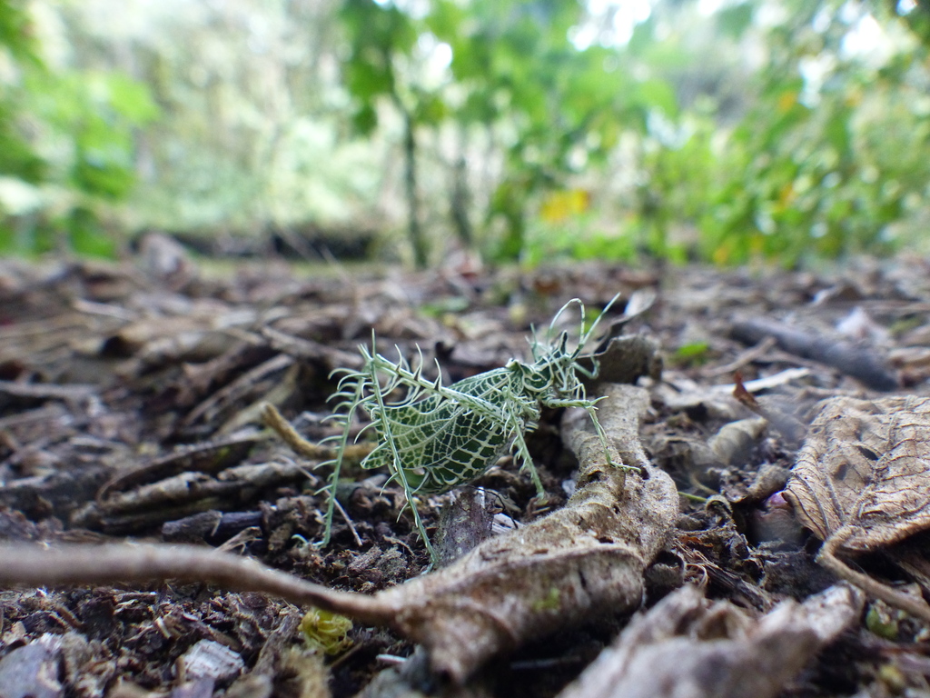 Markia from Arcabuco, Boyacá, Colombia on December 10, 2023 at 02:57 PM ...