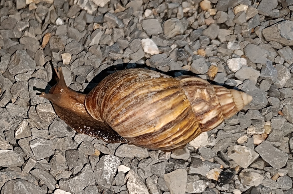 African Giant Snail from 5, Tambon Bo Put, Amphoe Ko Samui, Chang Wat ...