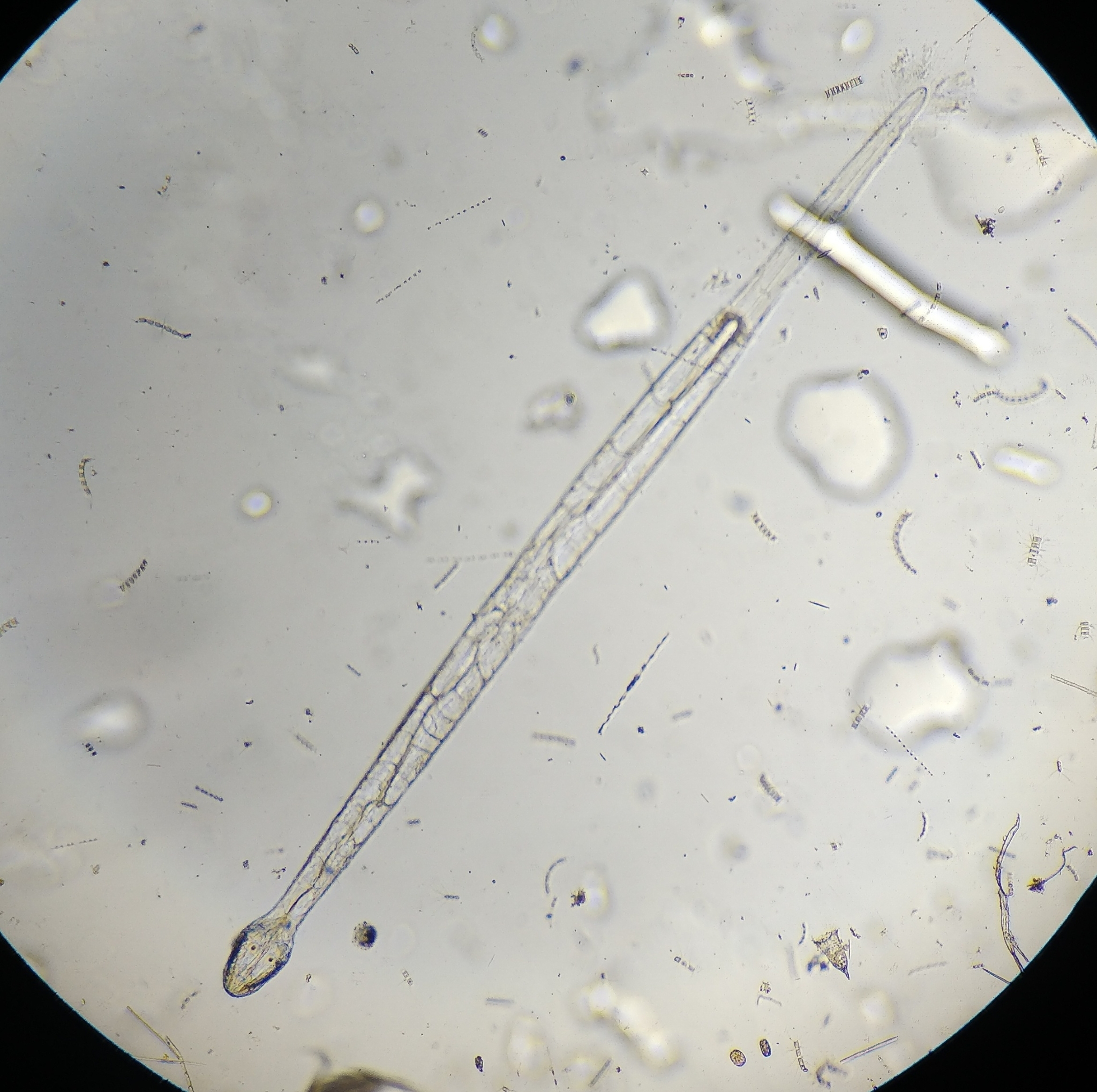 Parasagitta elegans (Verrill, 1873)