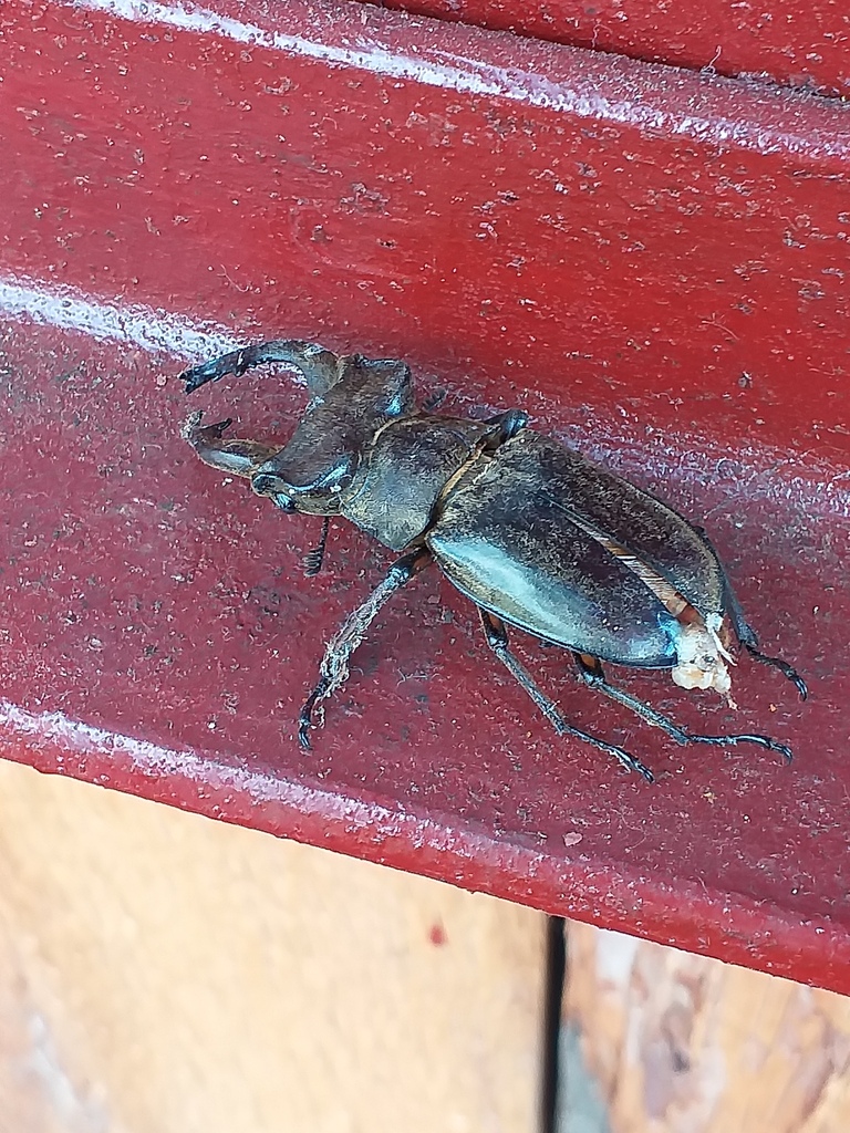 Lucanus mearesii from Sikkim, India on November 1, 2023 at 12:23 PM by ...