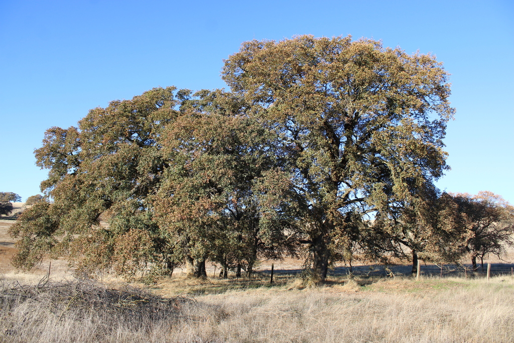 Jolon Oak from Calaveras County, CA, USA on December 16, 2023 at 11:34 ...