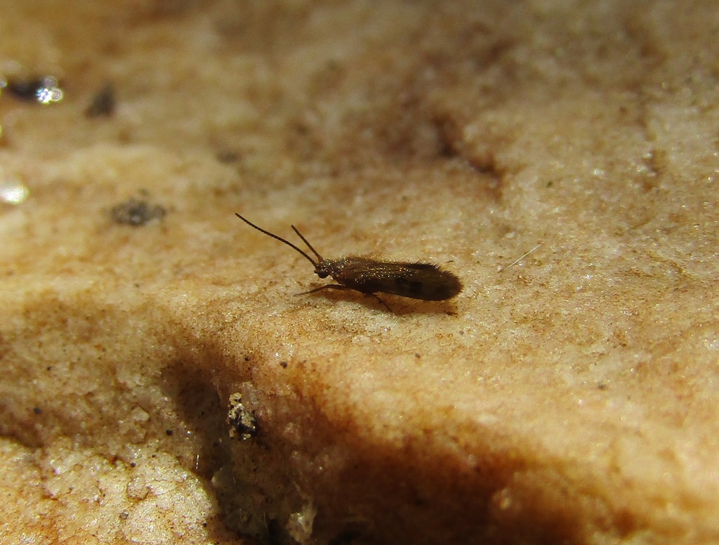 Agapetus caddisflies from Cape Winelands District Municipality, South ...
