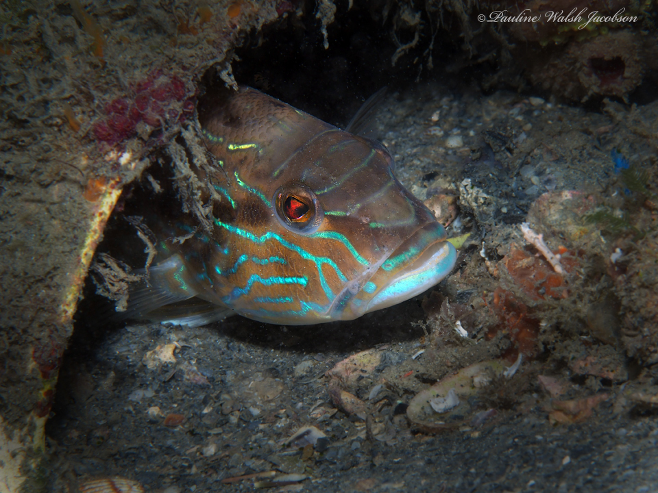 Sand Perch from Riviera Beach, FL, USA on November 28, 2022 at 12:22 PM ...