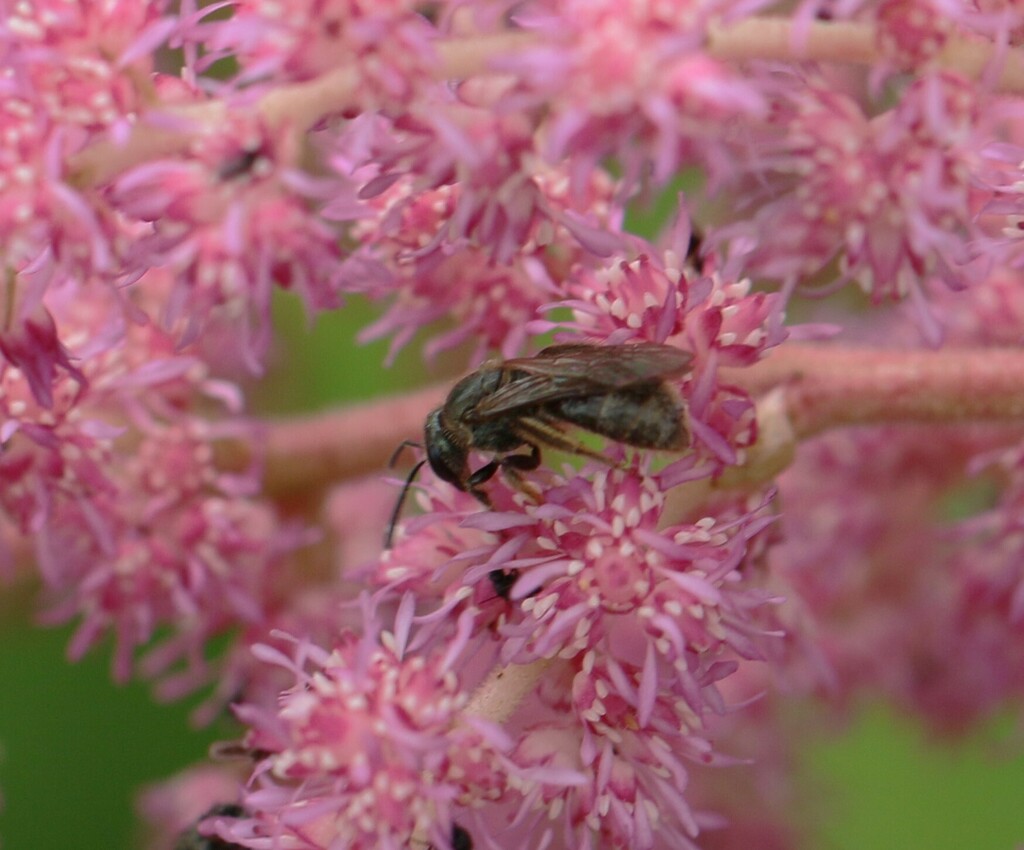 Lasioglossum from Prince Edward Island, Canada on July 23, 2023 at 01: ...