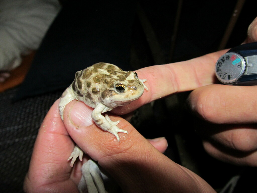 Large Four-eyed Frog from Lago Buenos Aires, Santa Cruz, Argentina on ...