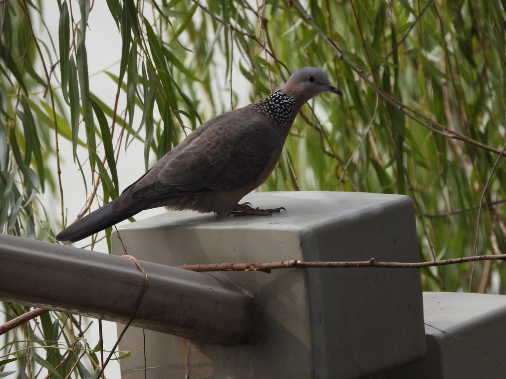 Spotted Dove from Yuelu District, Changsha, Hunan, China on December 11 ...
