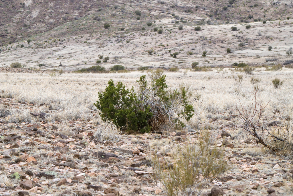 One-seed Juniper in December 2023 by Matt Becker · iNaturalist