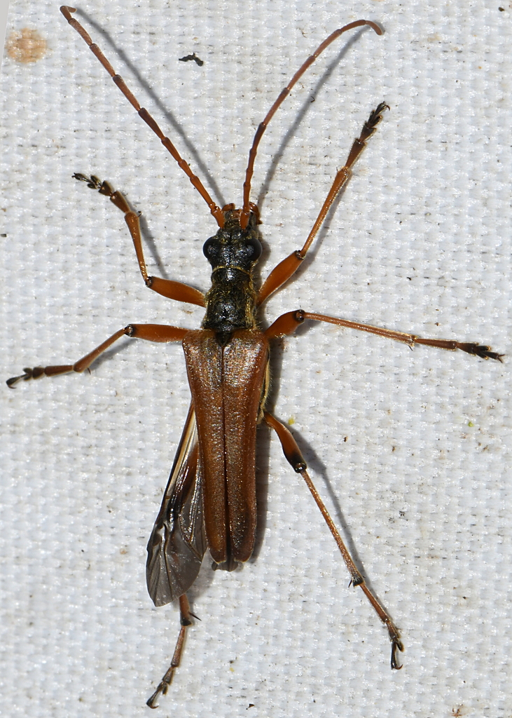 variable longhorn beetle from Les Ollières, 74370 Fillière, France on ...