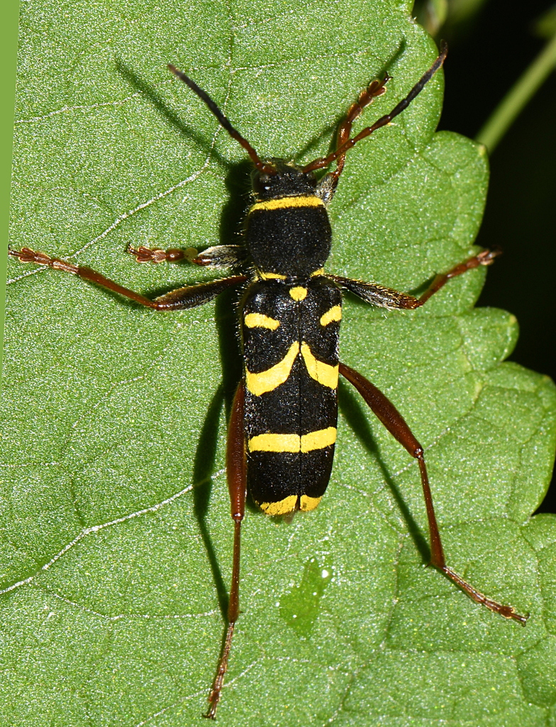 Wasp Beetle from Les Ollières, 74370 Fillière, France on June 11, 2023 ...