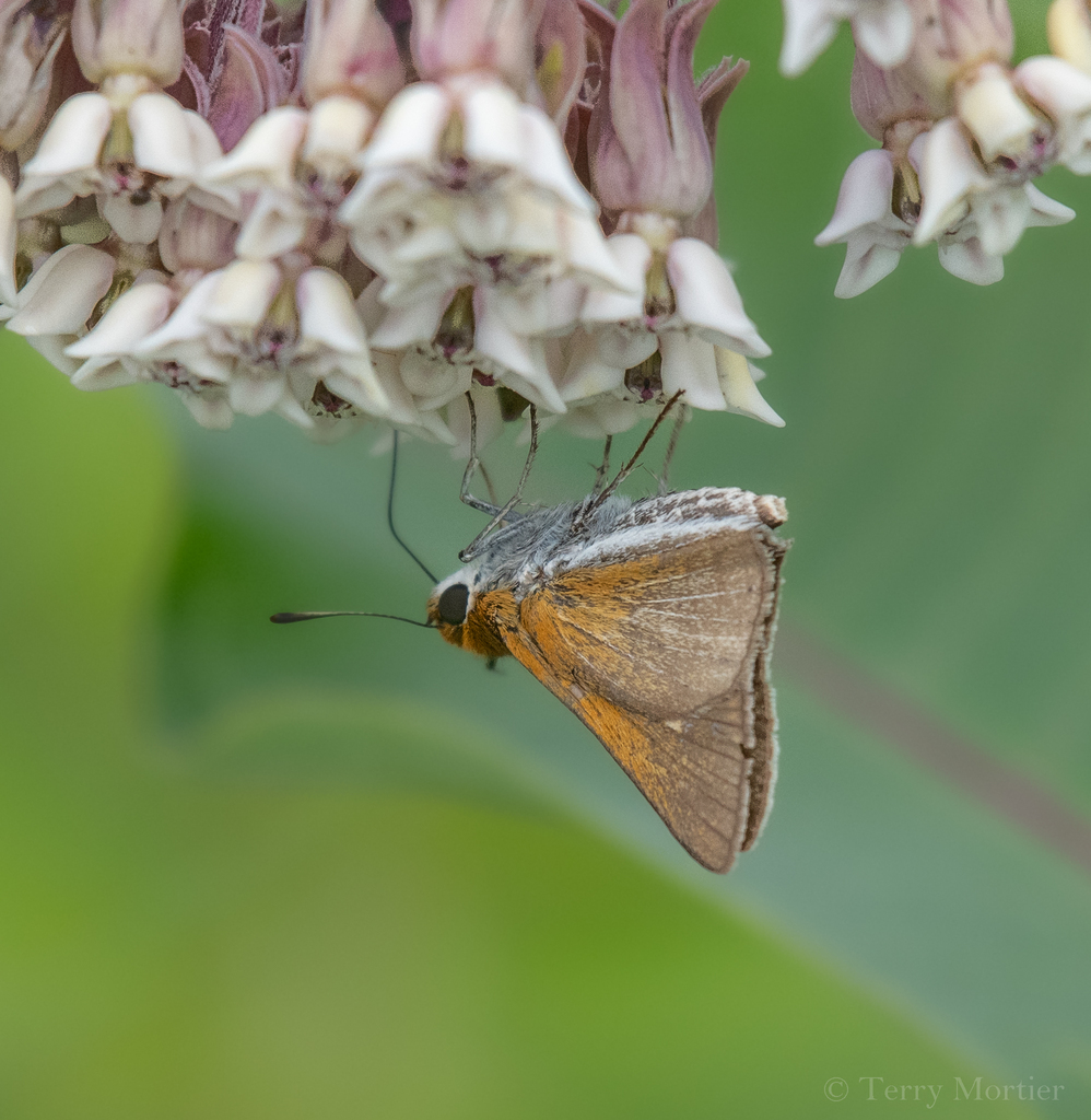 Two-spotted Skipper from Burnett County, WI, USA on June 30, 2023 at 11 ...