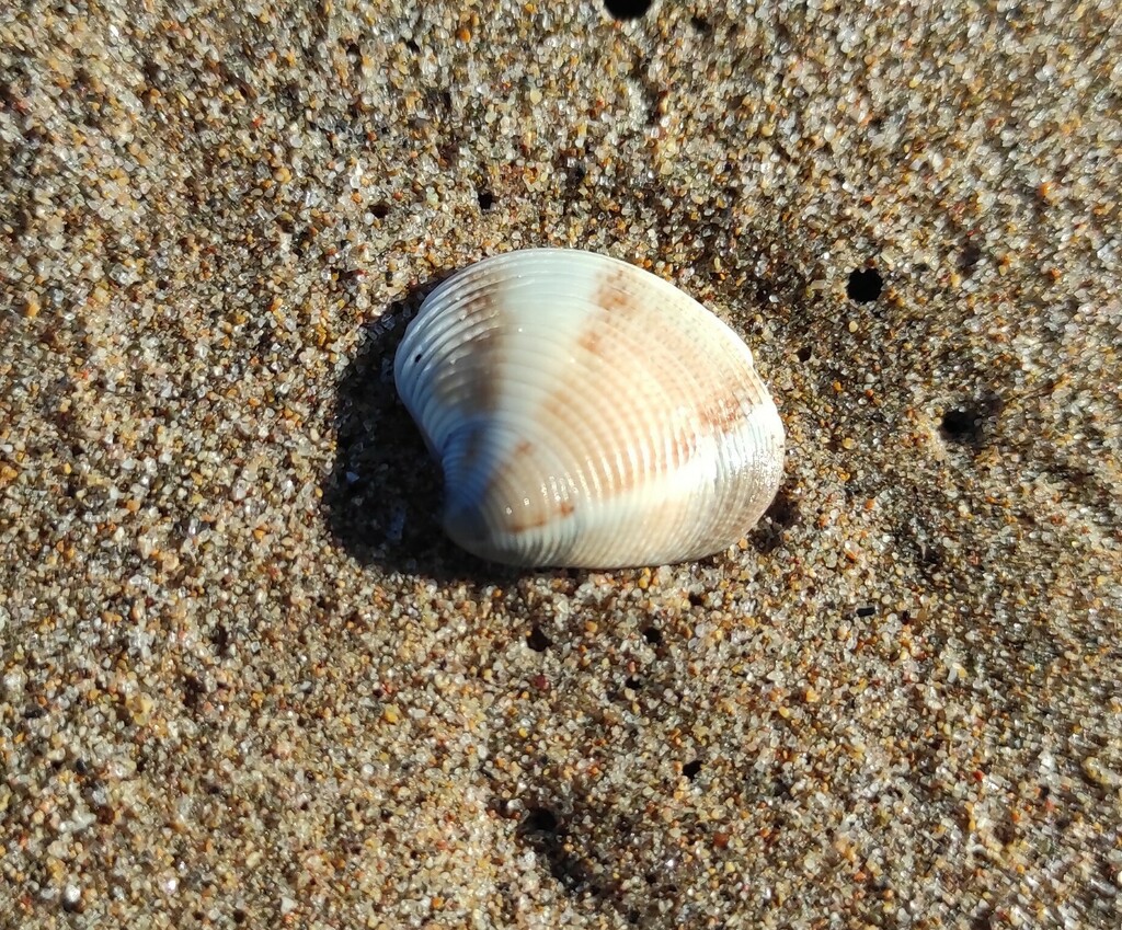 Striped Venus from Castelldefels, Barcelona, España on December 22 ...