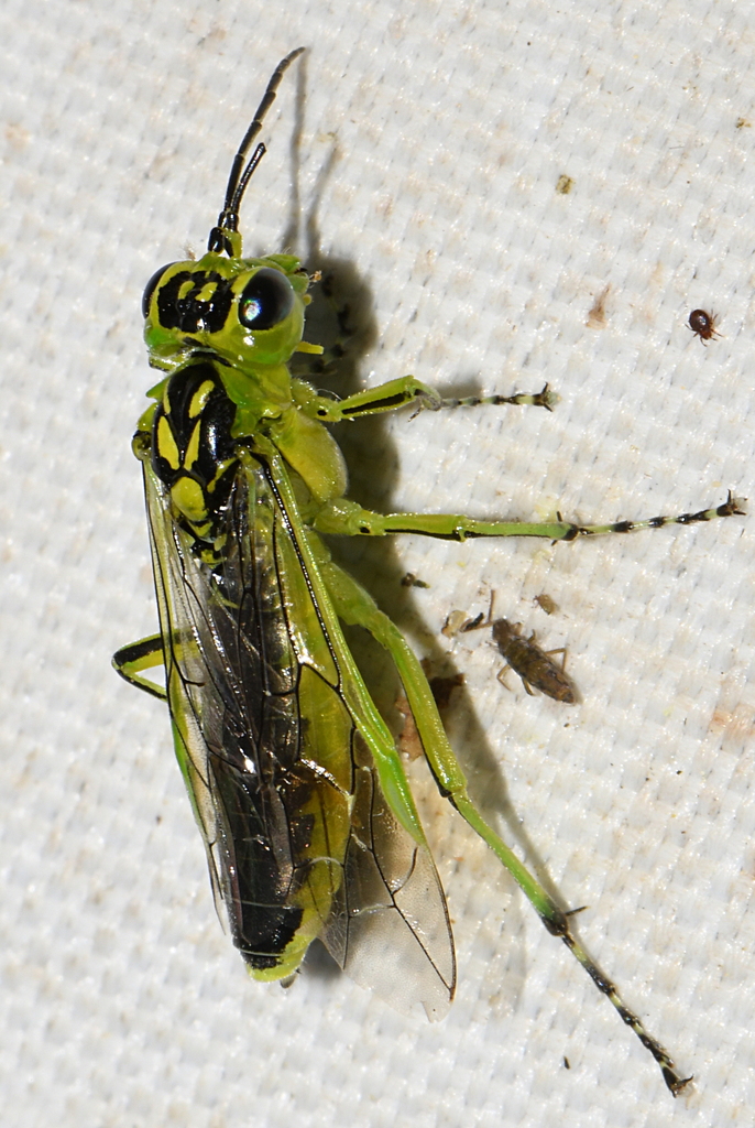Broad-striped Rhogogaster from Les Ollières, 74370 Fillière, France on ...