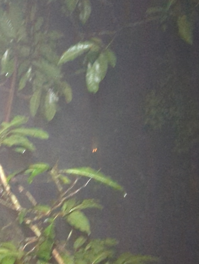 Sunda Slow Loris in December 2023 by Adam Aslam. 2 around here, 2 by ...