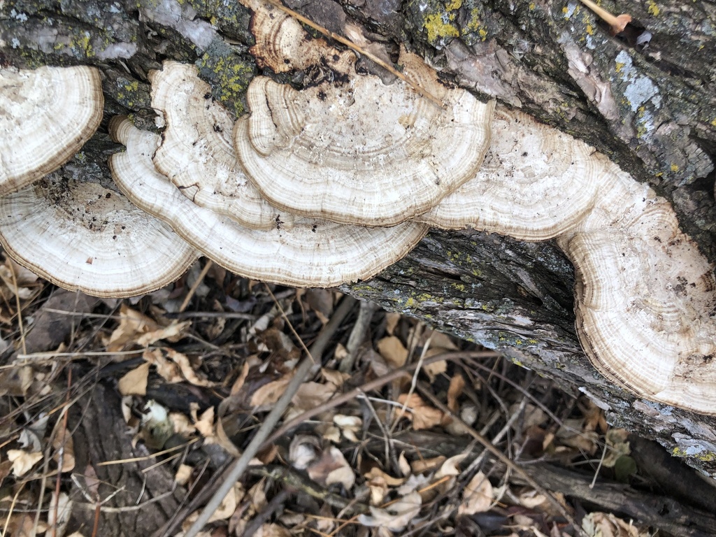 Thin-walled Maze Polypore from Circle Pines, MN, US on December 21 ...