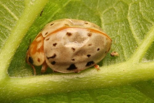 Cheilomenes pardalina · iNaturalist