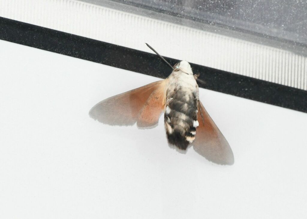 Eurasian Hummingbird Hawkmoth from Cornwall, England, United Kingdom on ...